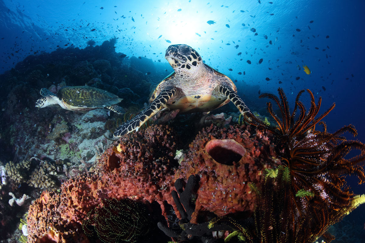 Dive Kimbe Bay, Papua New Guinea - 24th April to 1st May 2026 – RIDE ...